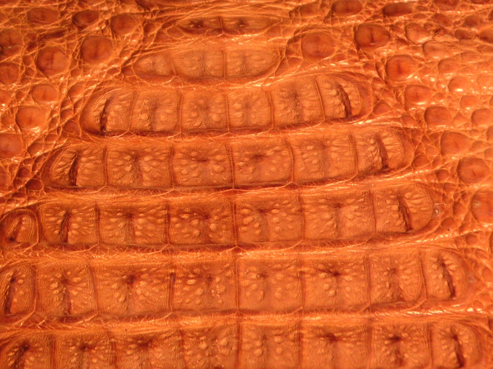 Color Swatches at Home